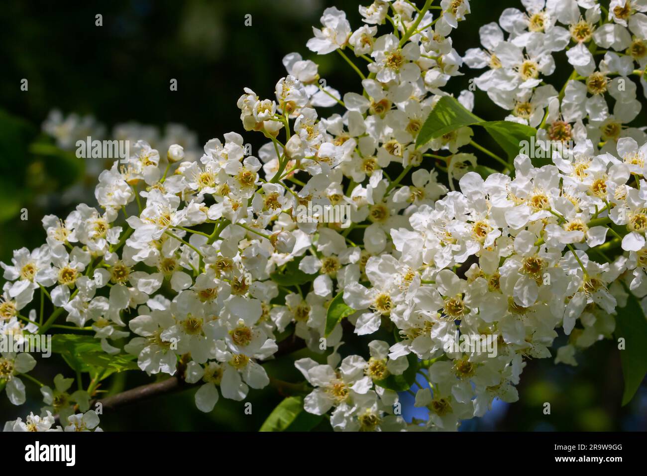 Bird cherry in bloom, spring nature background. White flowers on green ...