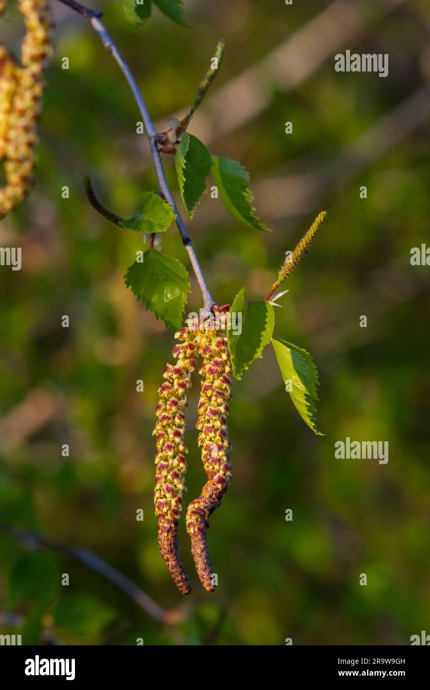Close up view of flowering yellow catkins on a river birch tree betula ...