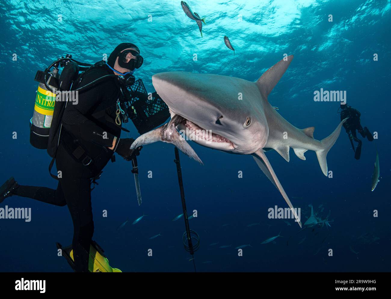A fish fin hanging out of the shark's jaw. FLORIDA, USA: THIS DIVER ...