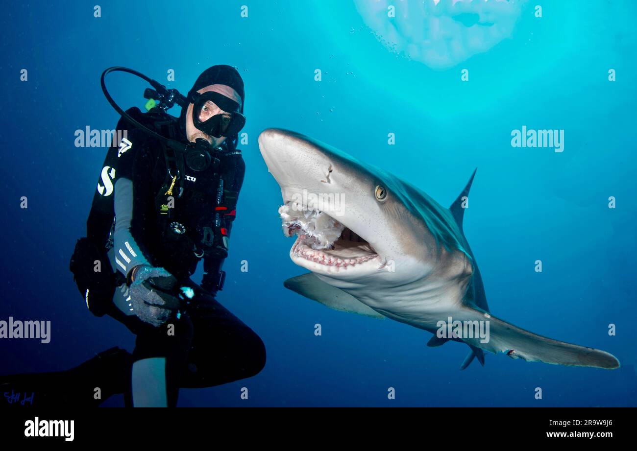 A shark enjoying some bait. FLORIDA, USA: THIS DIVER reached into the ...