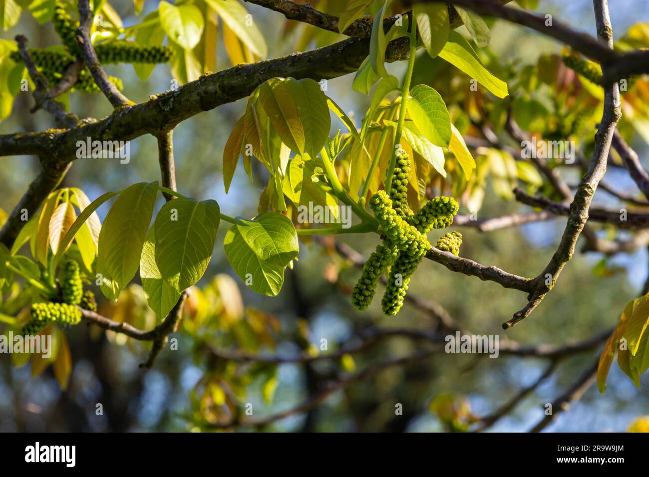 Walnut twig in spring, Walnut tree leaves and catkins close up. Walnut ...
