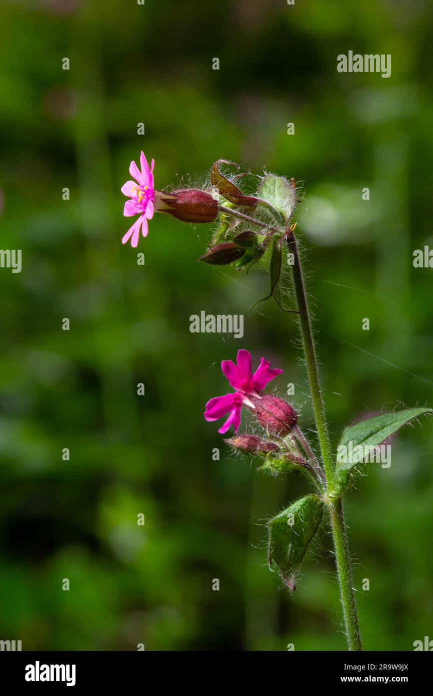 Silene dioica Melandrium rubrum, known as red campion and red catchfly ...