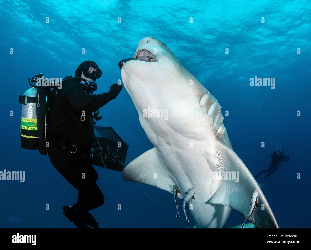 The diver getting up-close-and-personal with the shark. FLORIDA, USA ...