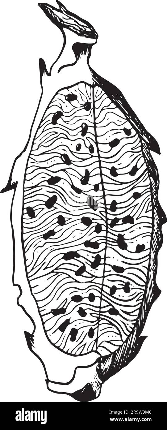 Dragon fruit pitahaya slice Black and White Stock Photos & Images - Alamy