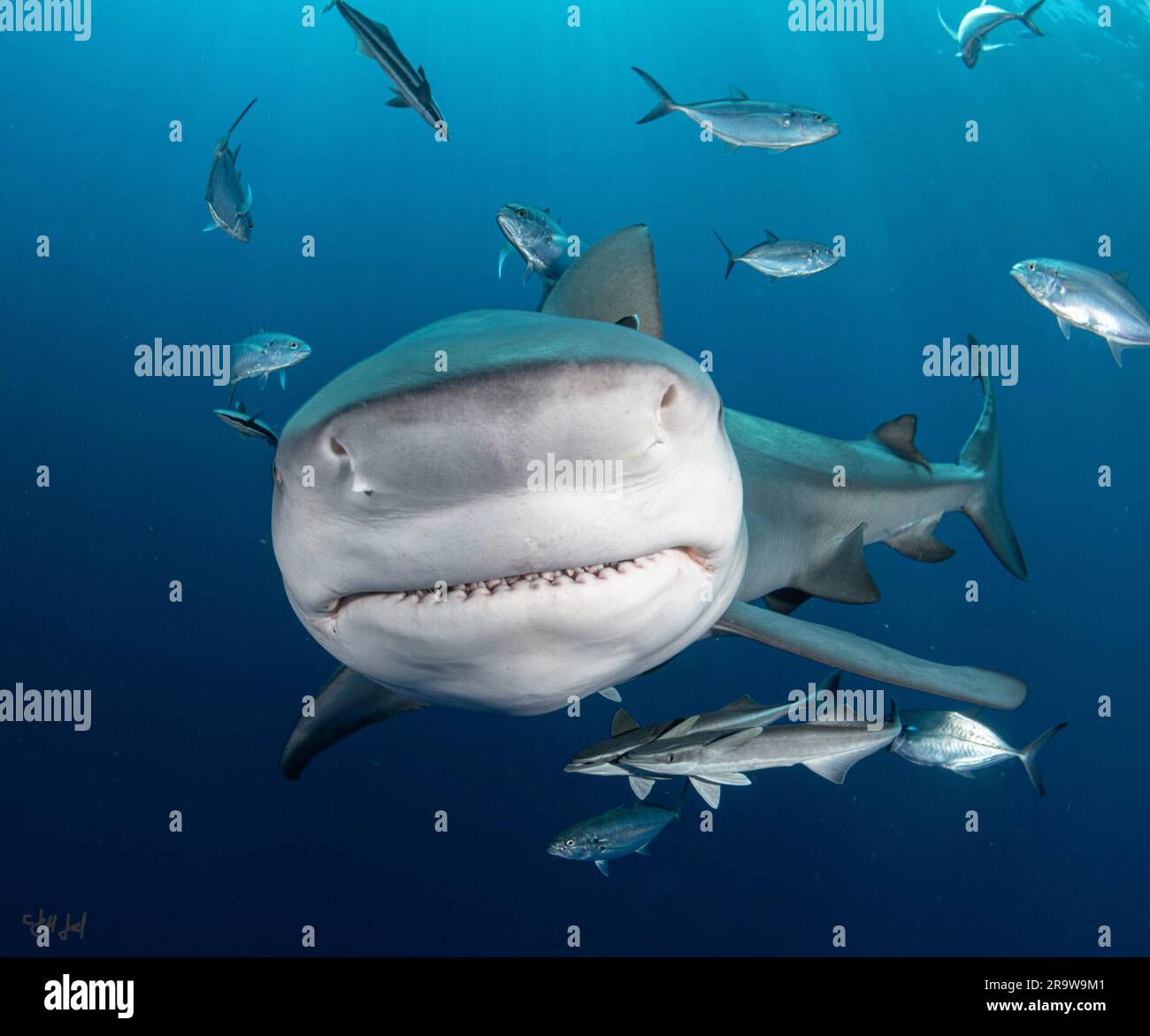 Coming right up to the camera. FLORIDA, USA: THIS DIVER reached into ...