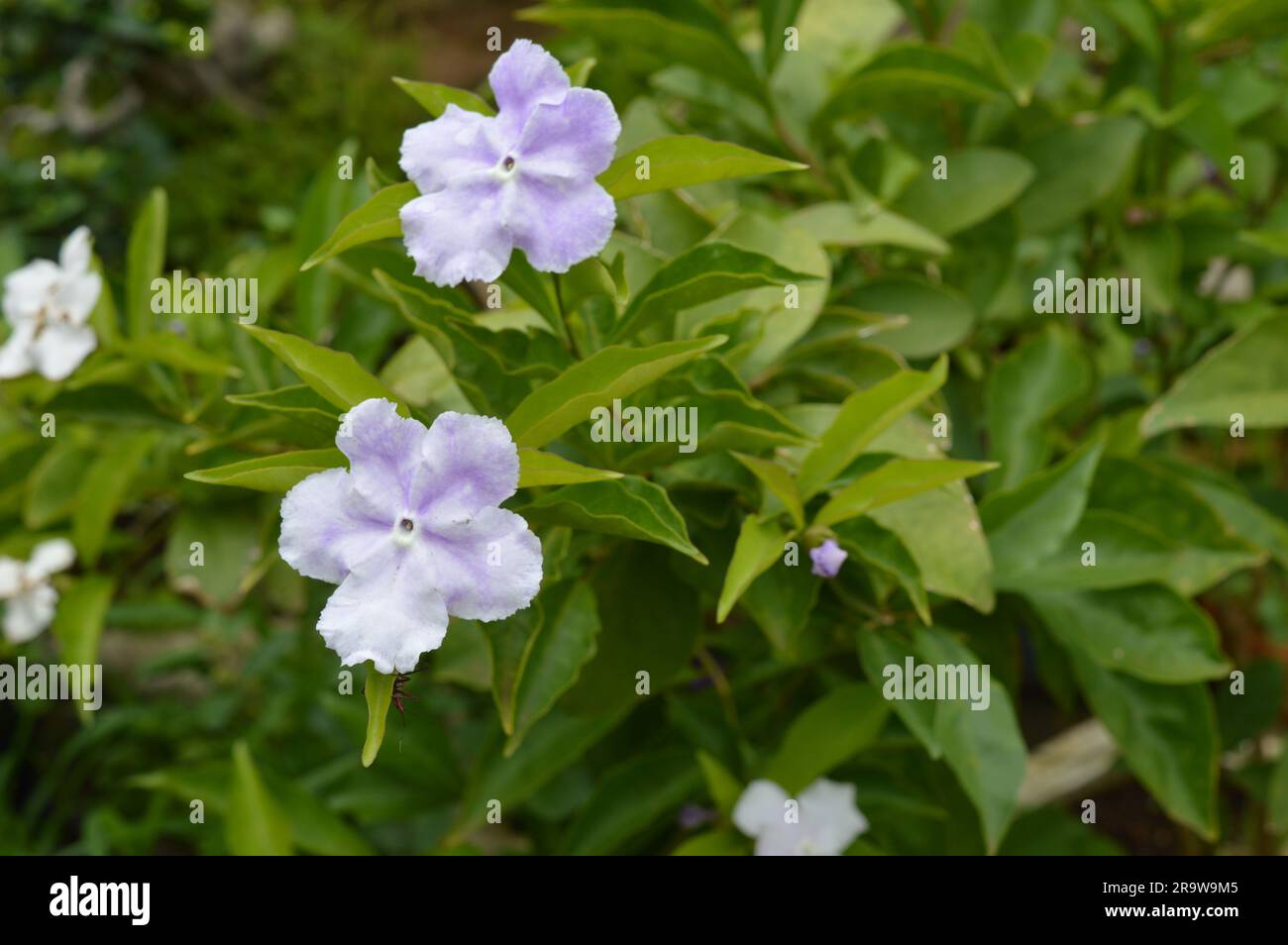 Flowering Brunfelsia latifolia nightshade shrub Stock Photo - Alamy