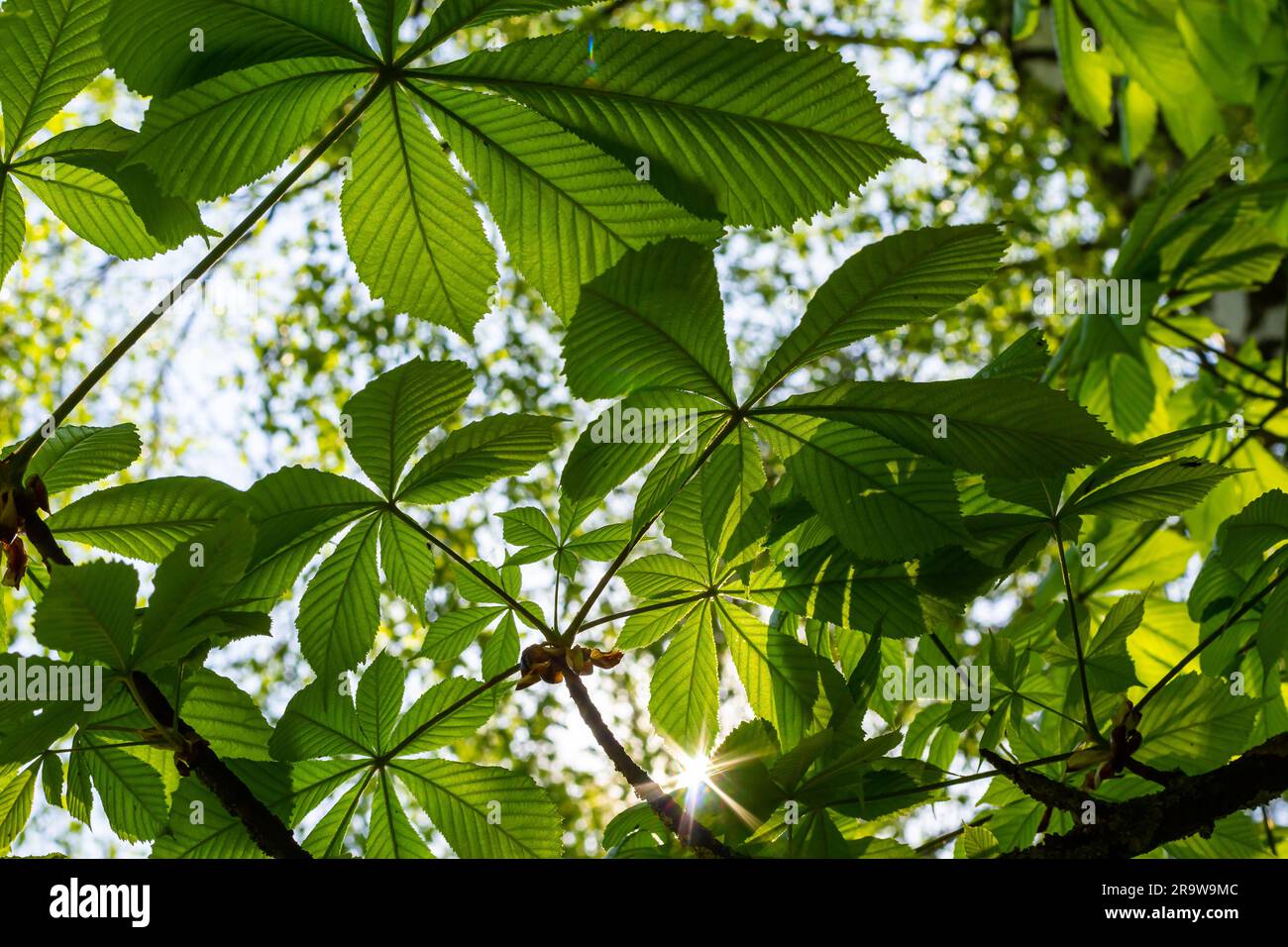 Green Chestnut Leaves in beautiful light. Spring season, spring colors ...