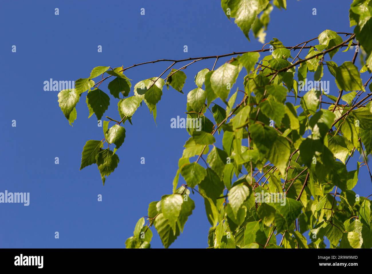 Close up view of flowering yellow catkins on a river birch tree betula ...
