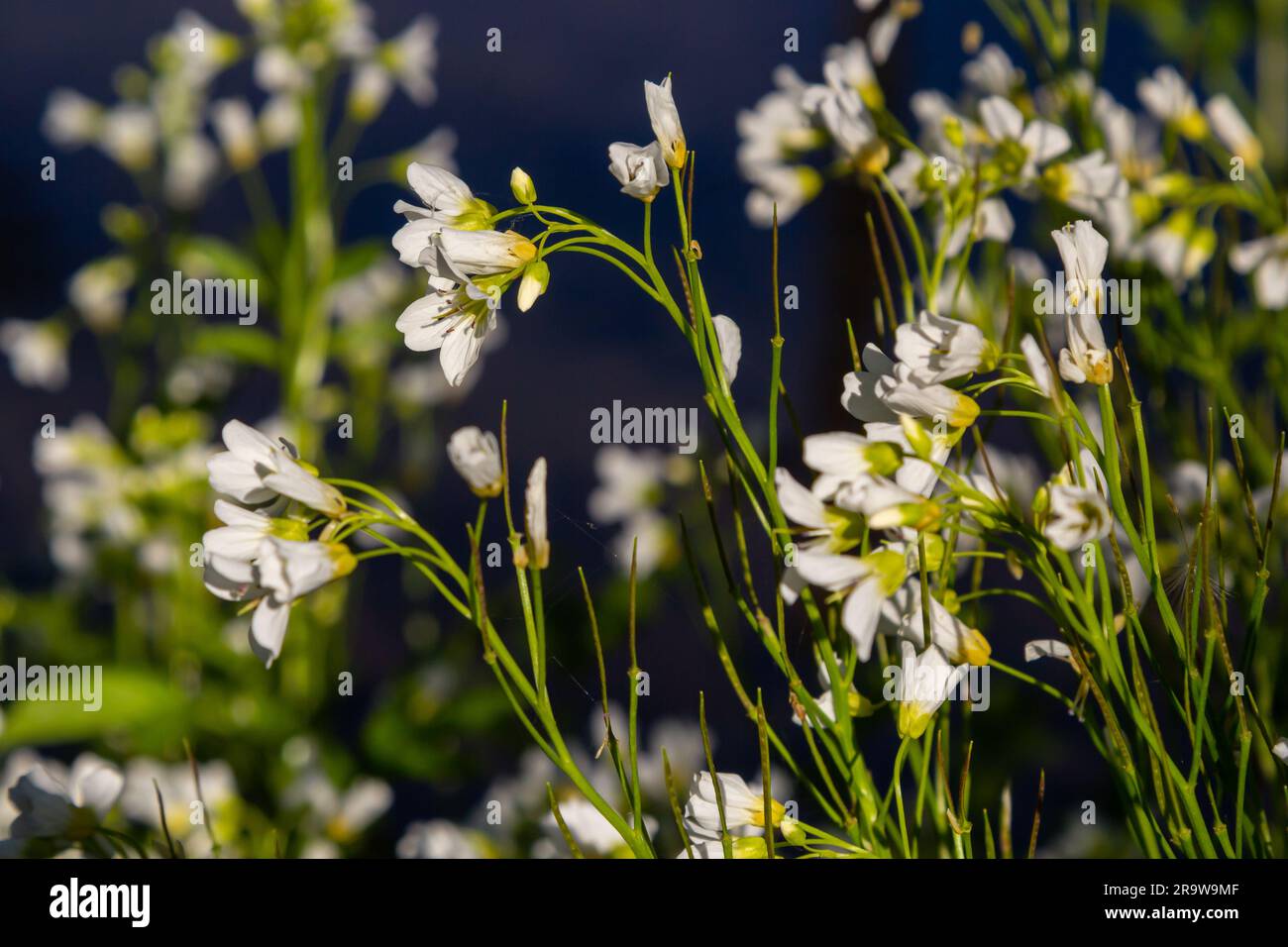 Cardamine amara, known as large bitter-cress. Spring forest. floral ...