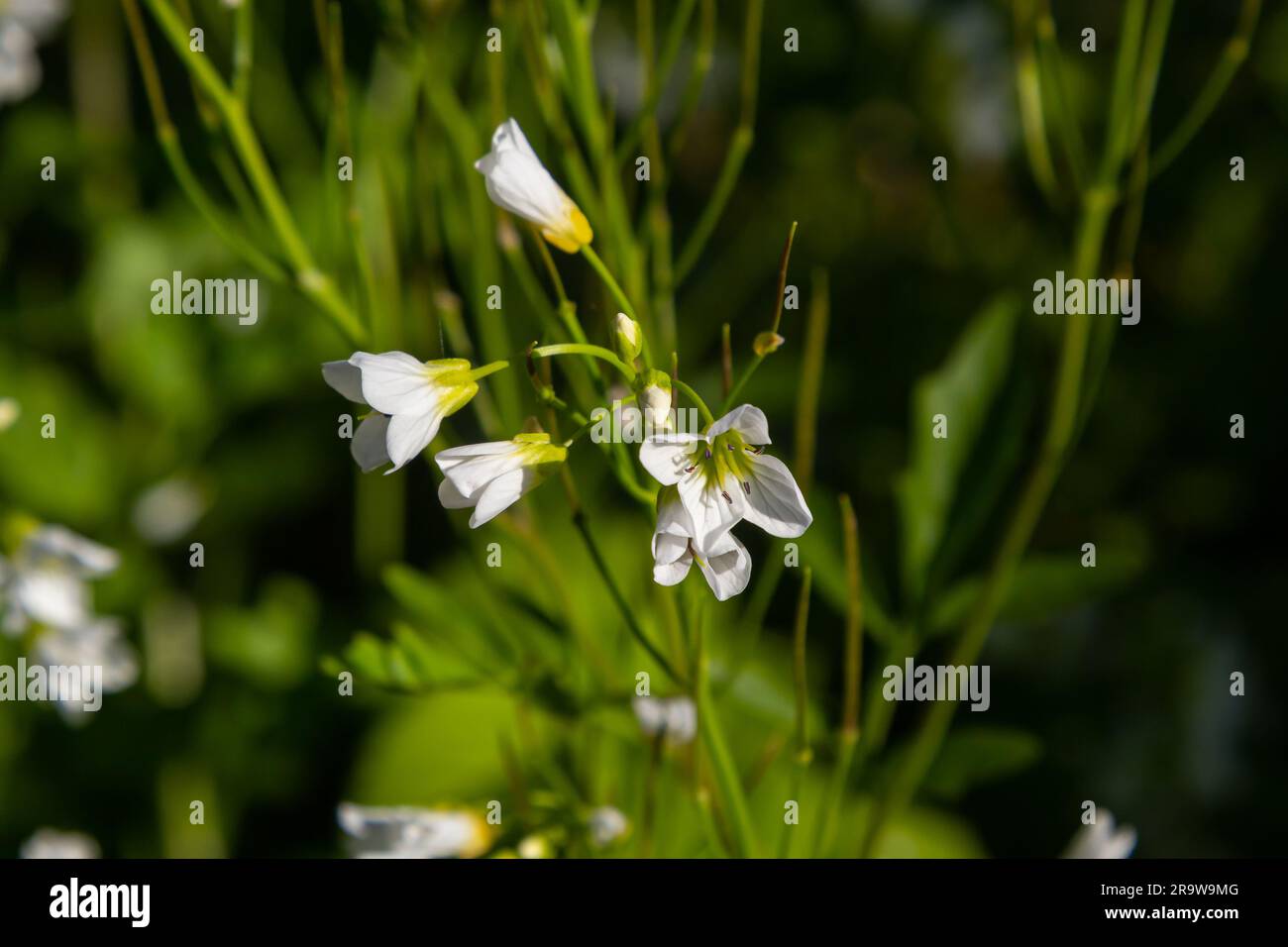 Cardamine amara, known as large bitter-cress. Spring forest. floral ...