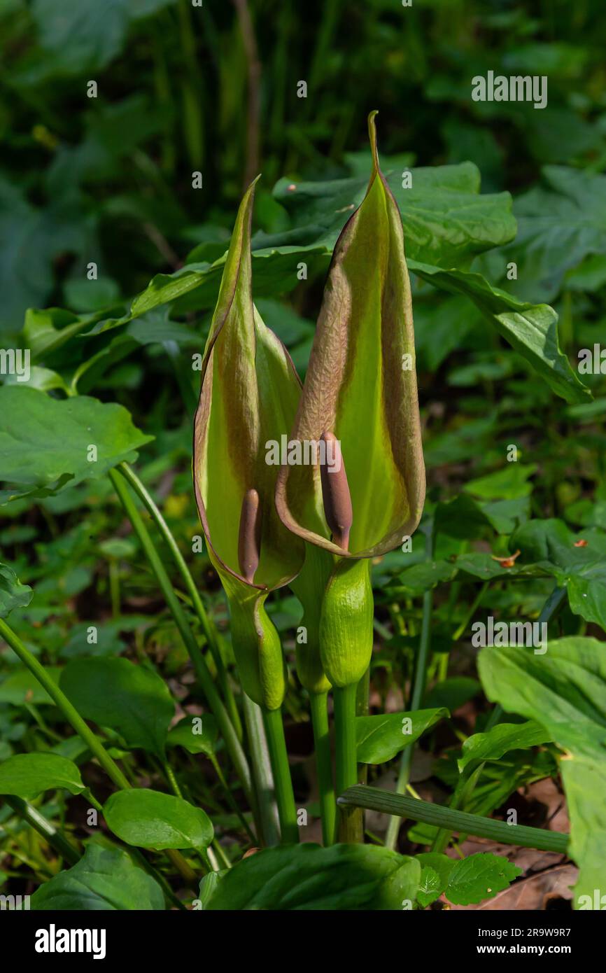 Arrow weed plant hi-res stock photography and images - Alamy