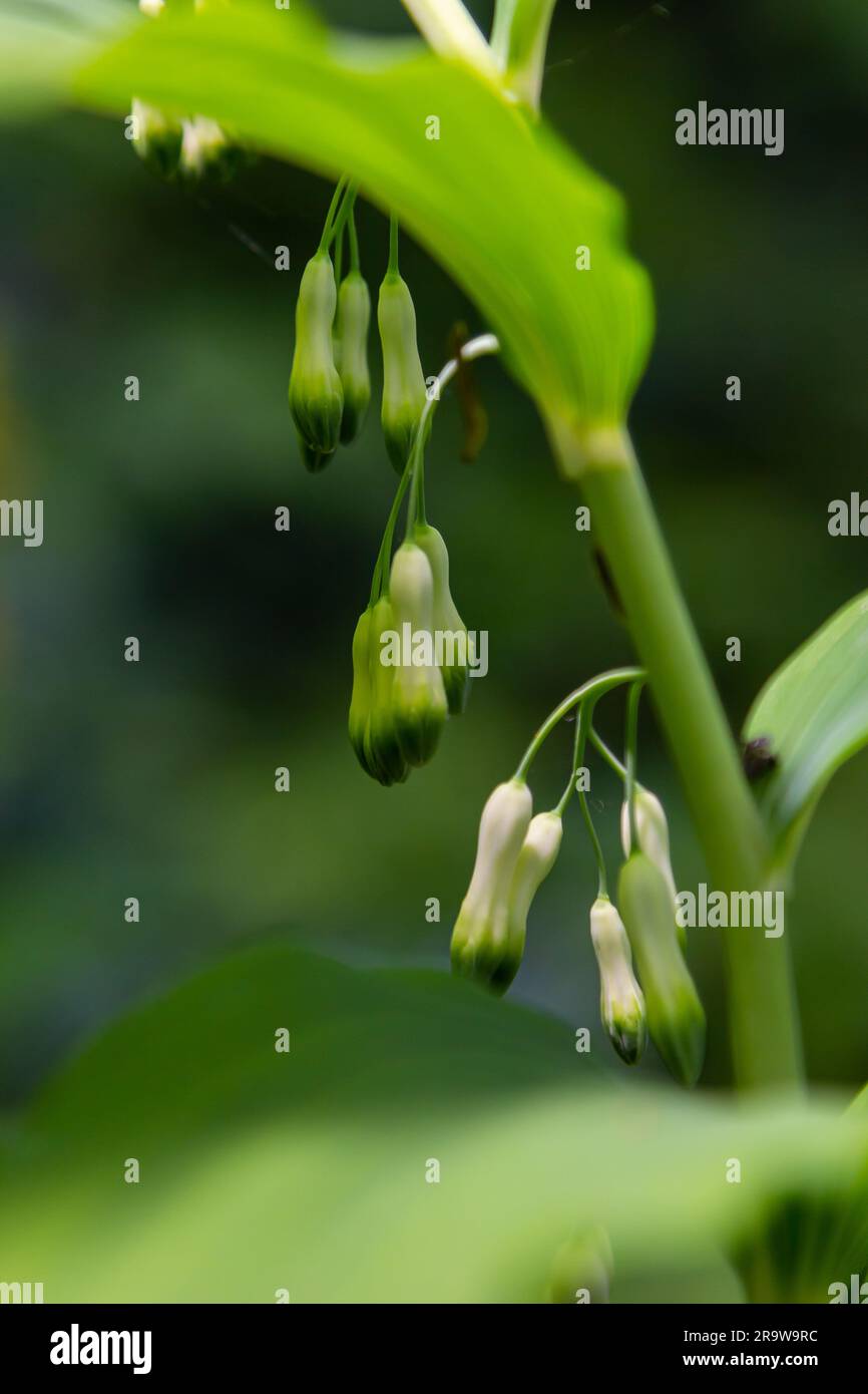 Polygonatum multiflorum, the Solomon's seal, David's harp, ladder-to ...