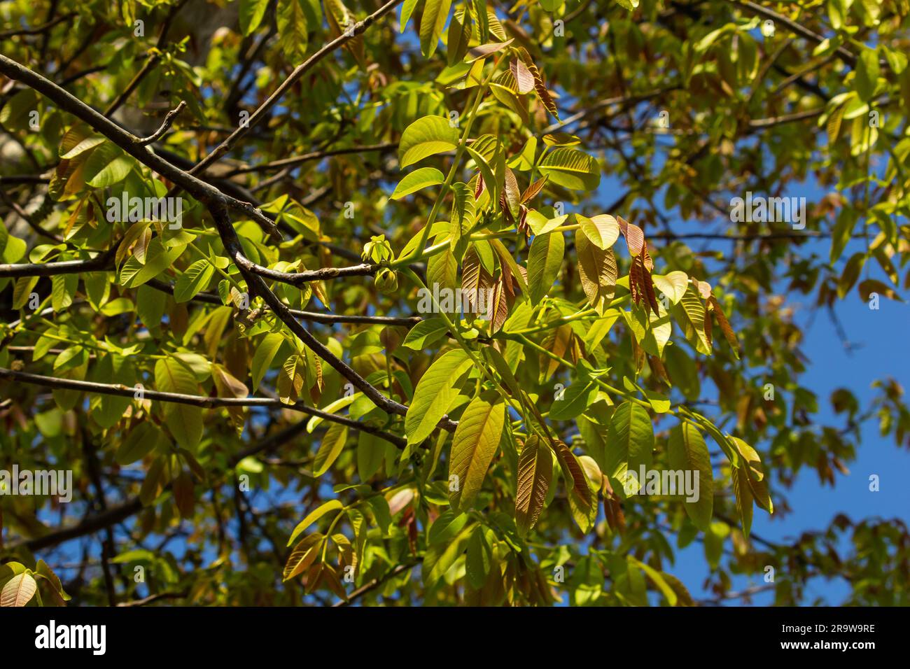 Walnut twig in spring, Walnut tree leaves and catkins close up. Walnut ...
