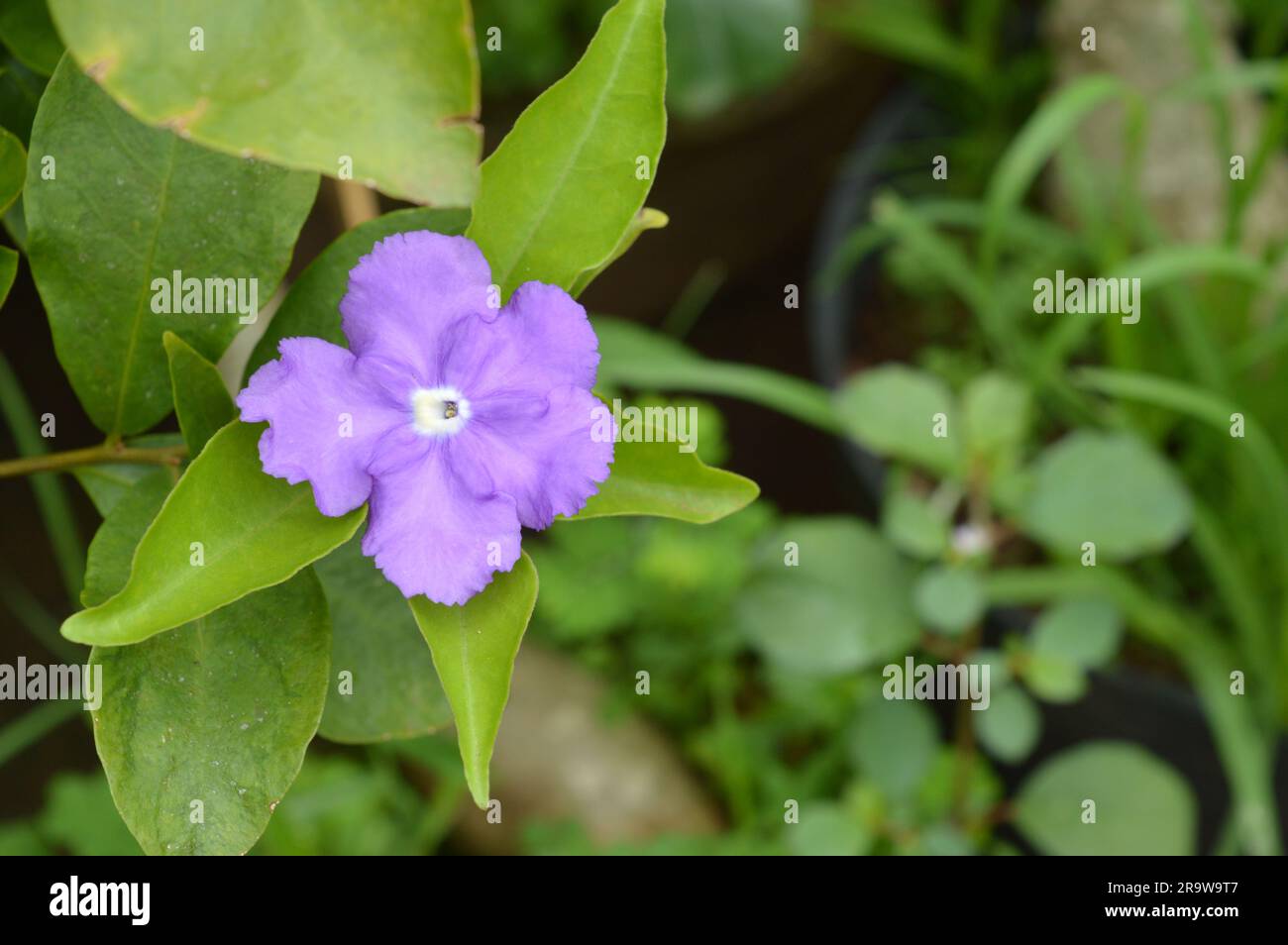 Flowering Brunfelsia latifolia nightshade shrub Stock Photo - Alamy