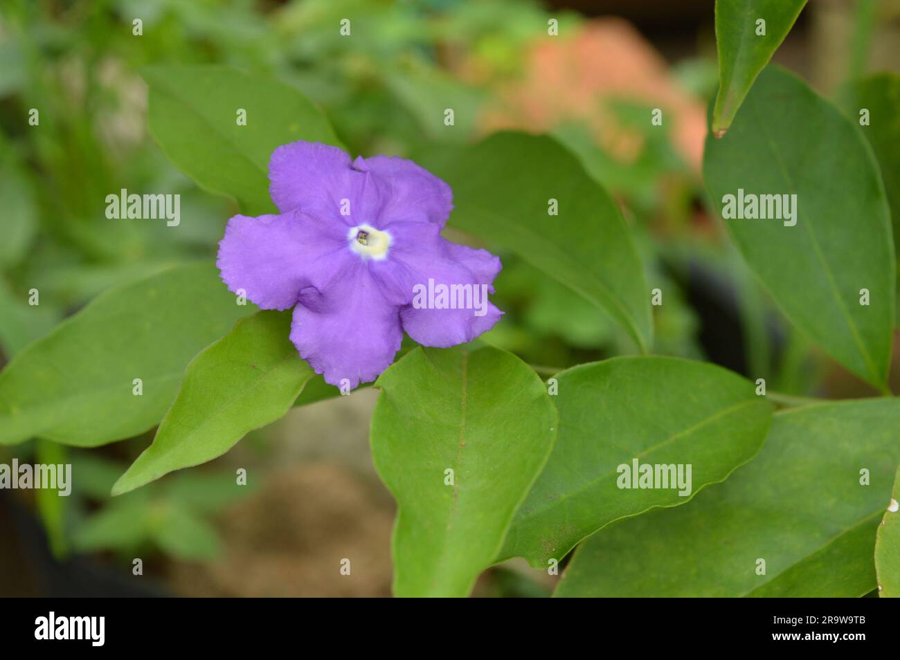 Flowering Brunfelsia latifolia nightshade shrub Stock Photo - Alamy