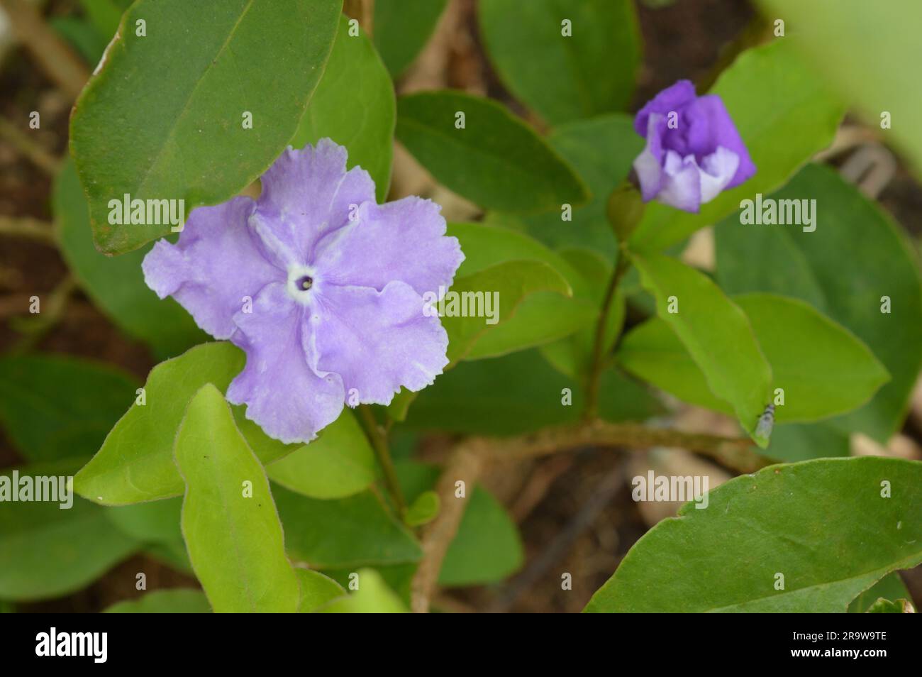 Flowering Brunfelsia latifolia nightshade shrub Stock Photo - Alamy