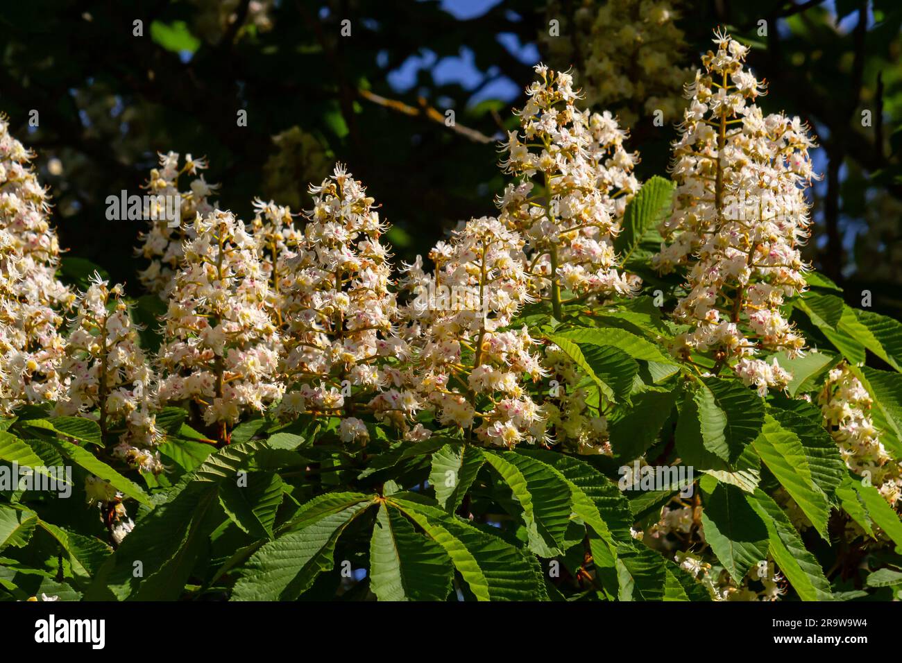 Cluster with white chestnut flowers. White chestnut blossom with tiny ...
