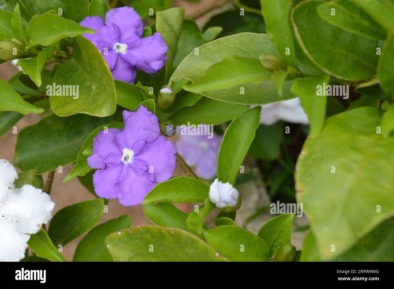 Flowering Brunfelsia latifolia nightshade shrub Stock Photo - Alamy