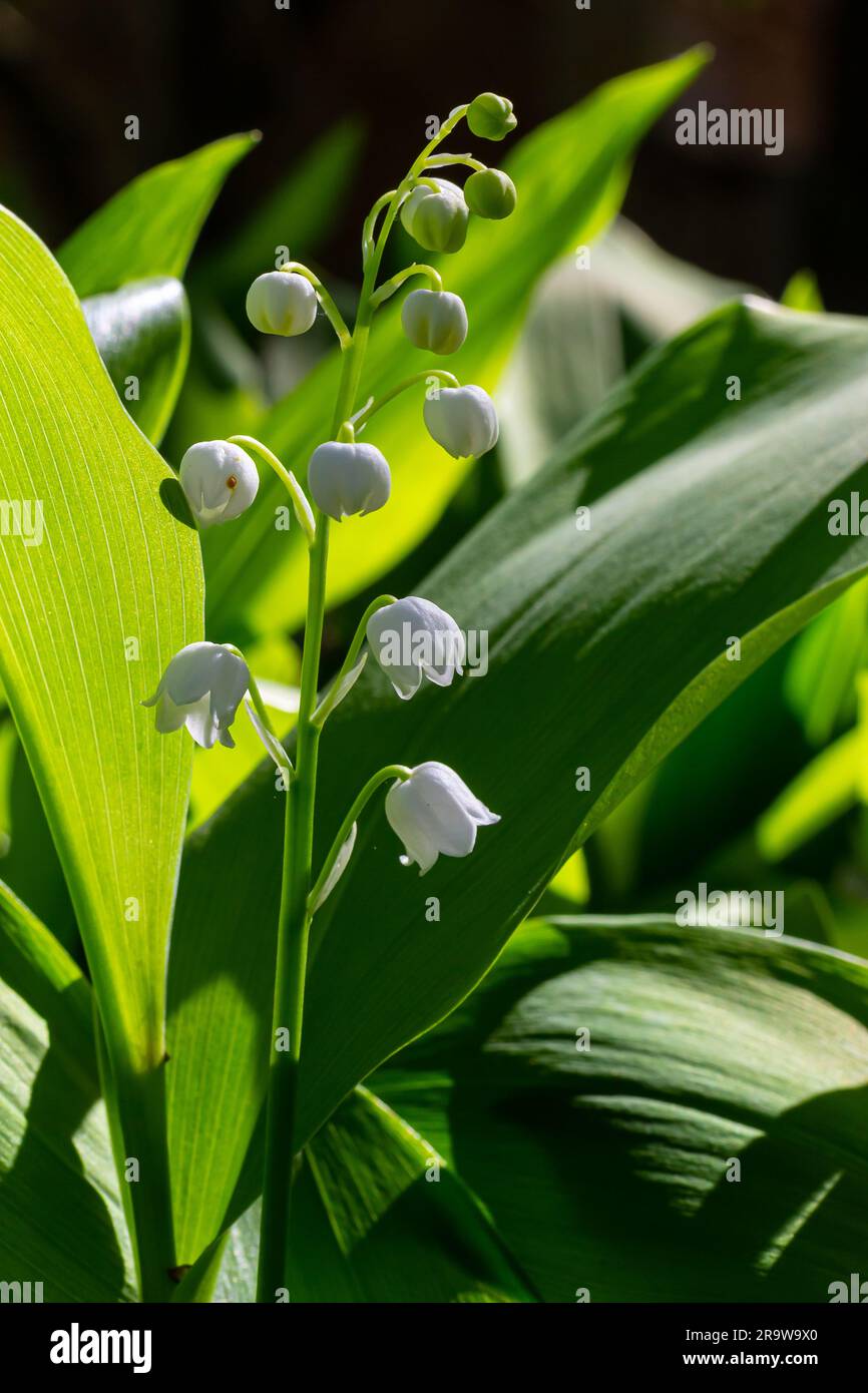 Lily of the Valley flowers Convallaria majalis with tiny white bells ...