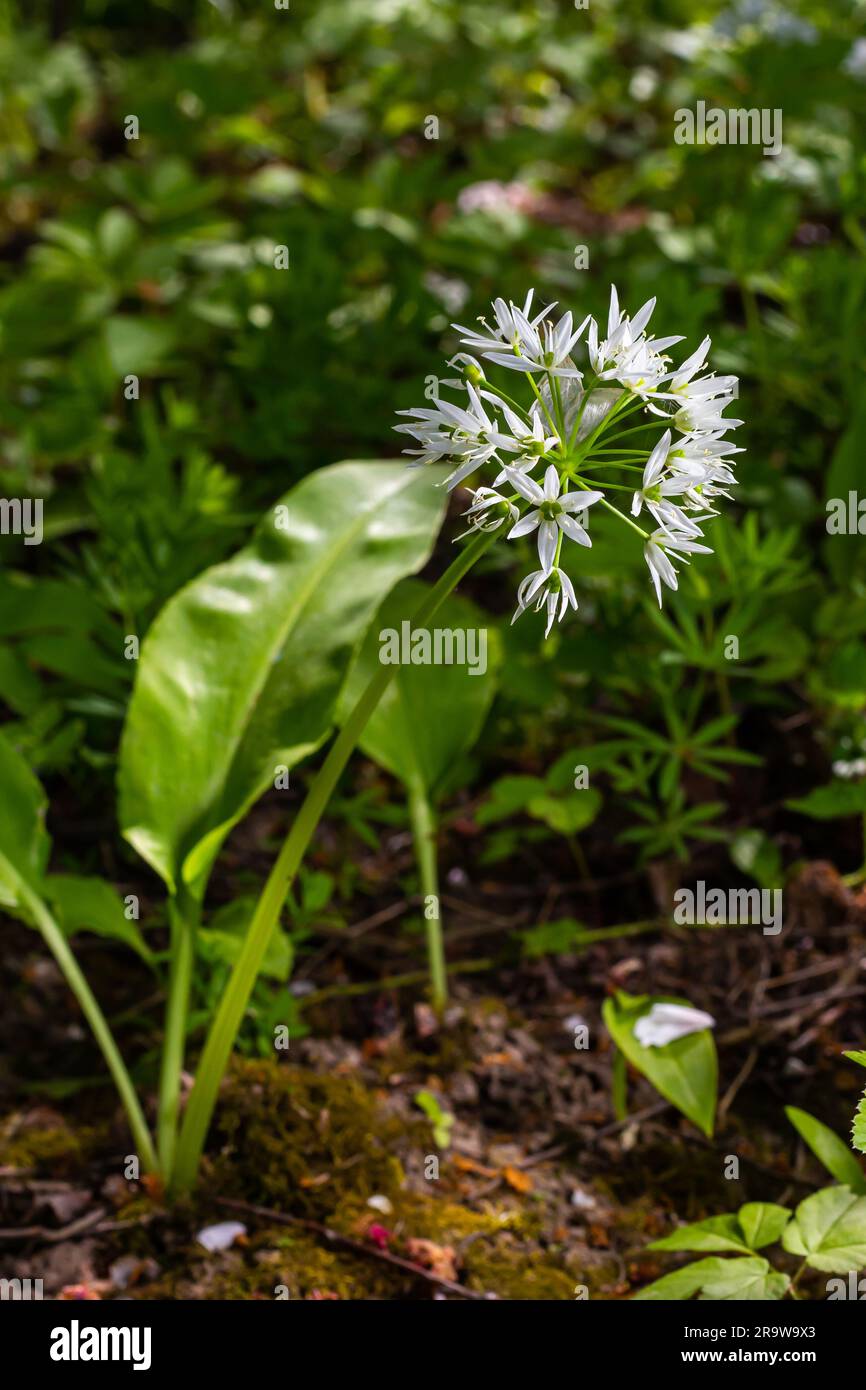 Beautiful blooming white flowers of ramson - wild garlic Allium ursinum ...