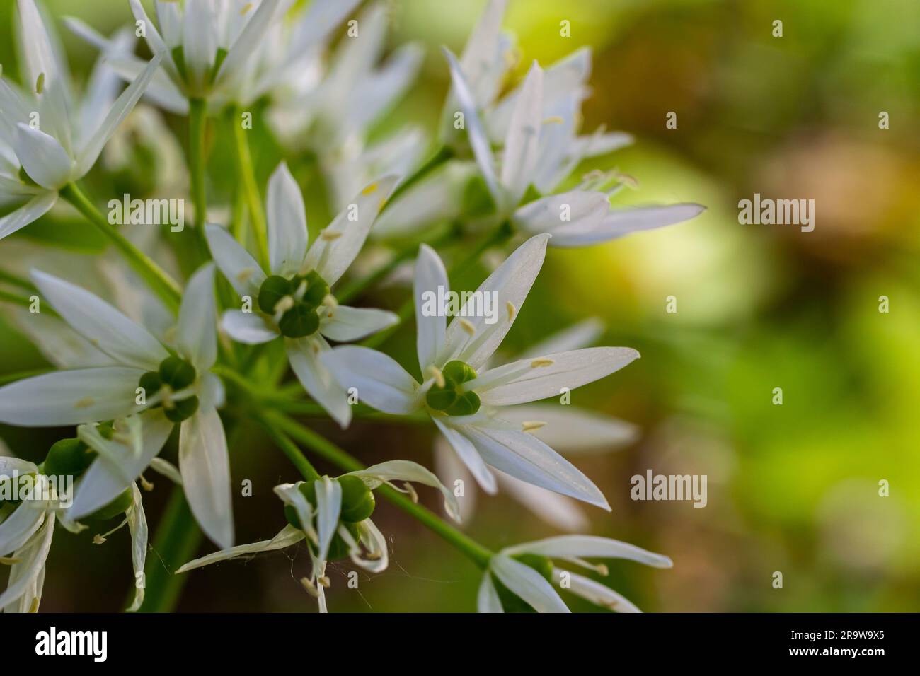 Beautiful blooming white flowers of ramson - wild garlic Allium ursinum ...