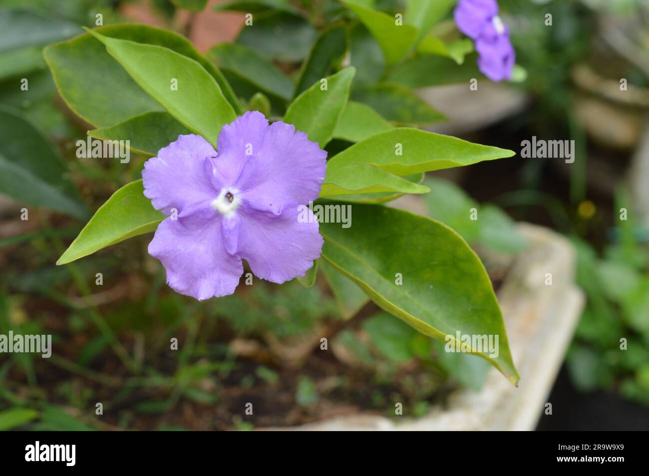 Flowering Brunfelsia latifolia nightshade shrub Stock Photo - Alamy