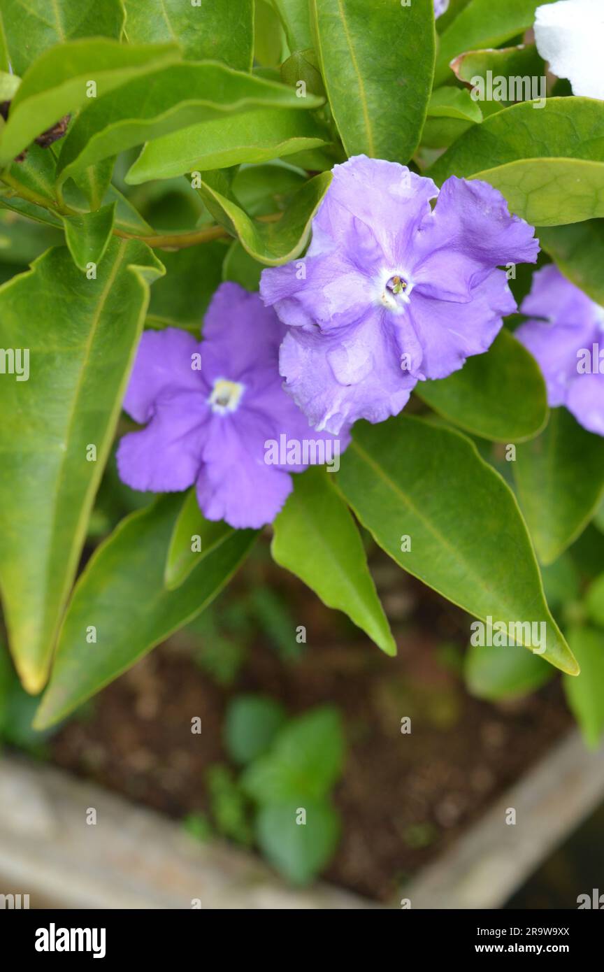 Flowering Brunfelsia latifolia nightshade shrub Stock Photo - Alamy