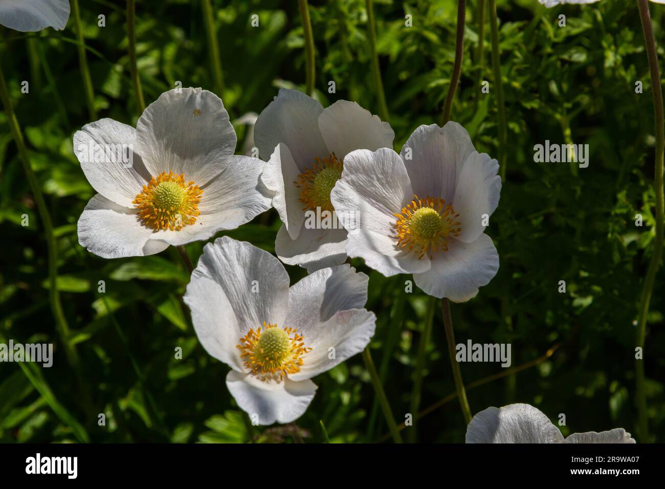 White spring flowers in green grass lawn. White anemone flowers ...
