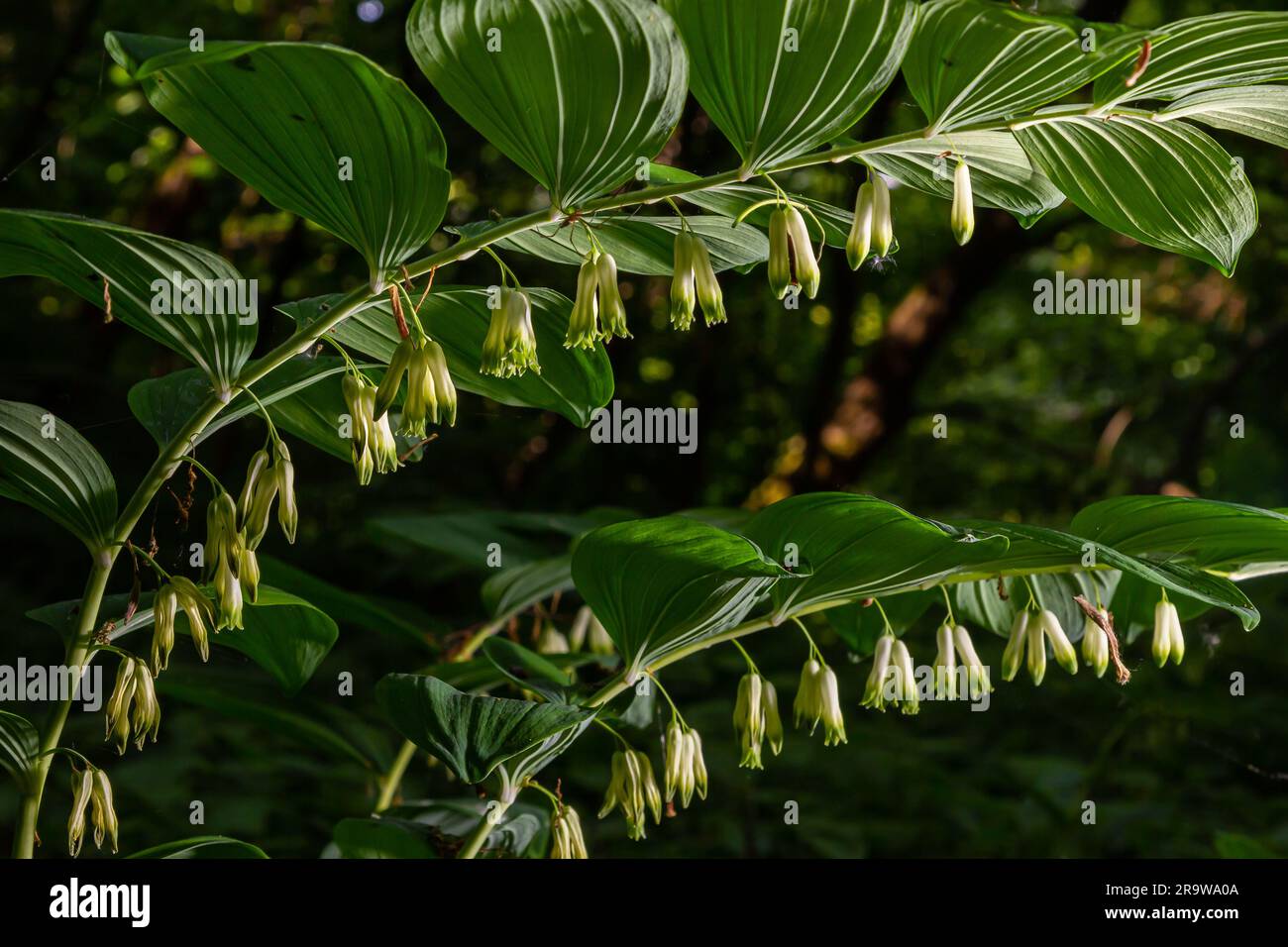 Polygonatum multiflorum, the Solomon's seal, David's harp, ladder-to ...