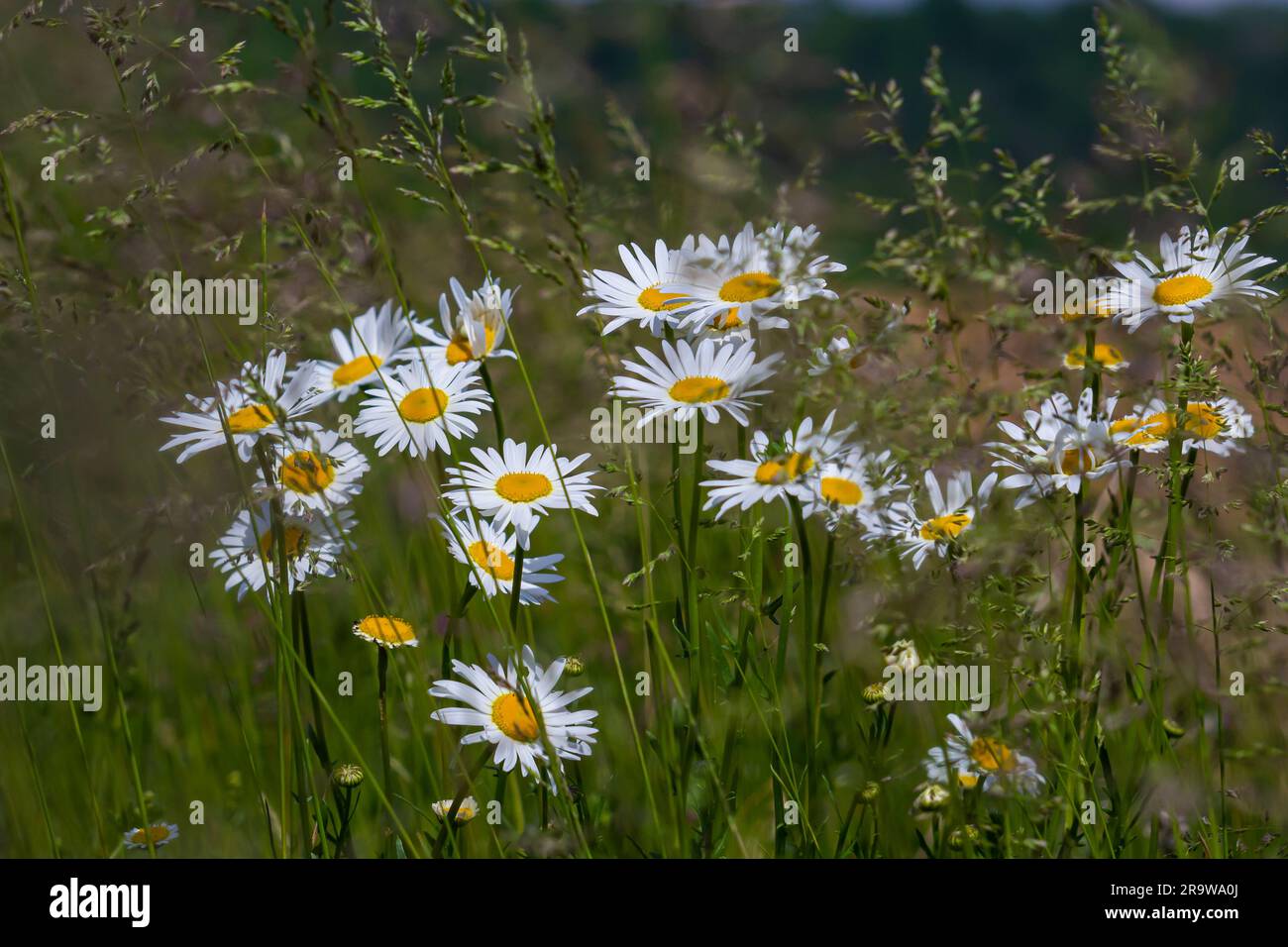 Wild daisy flowers growing on meadow, white chamomiles. Oxeye daisy ...