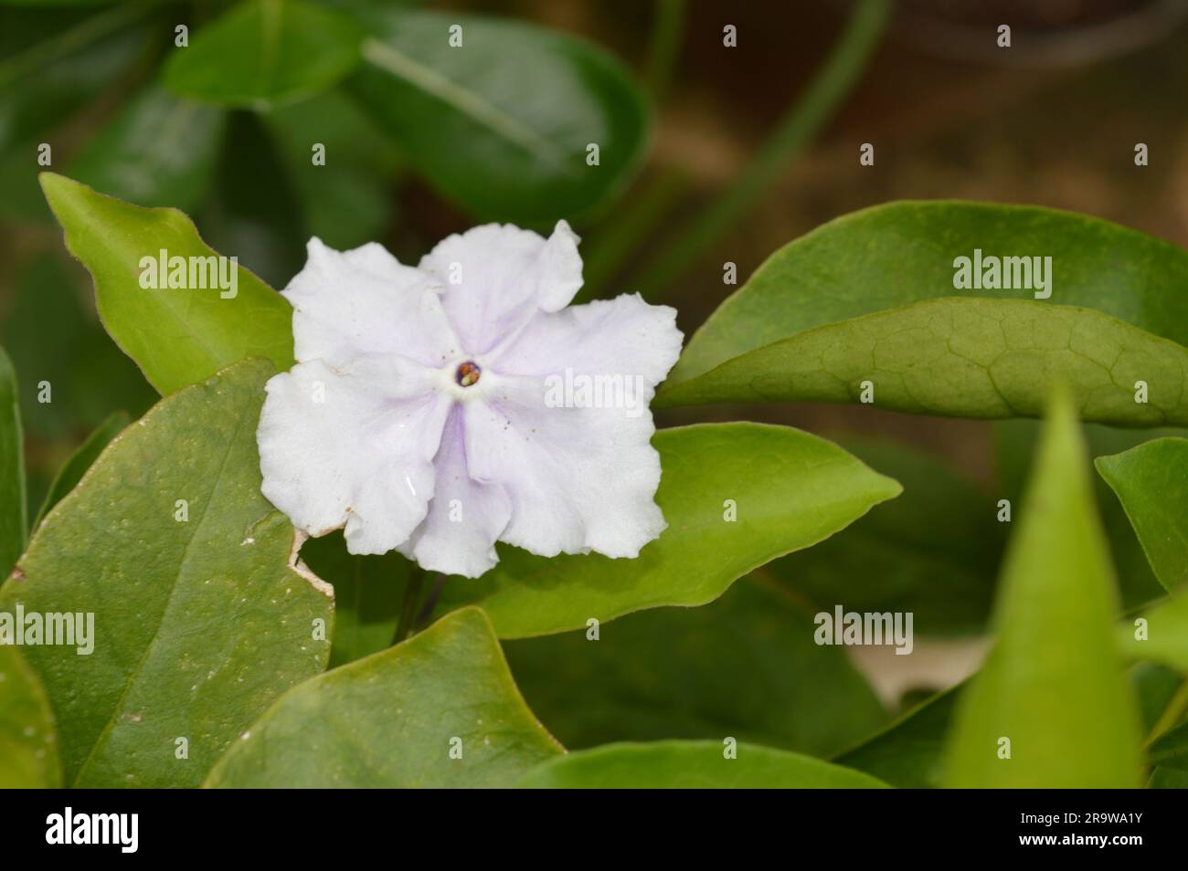 Flowering Brunfelsia latifolia nightshade shrub Stock Photo - Alamy