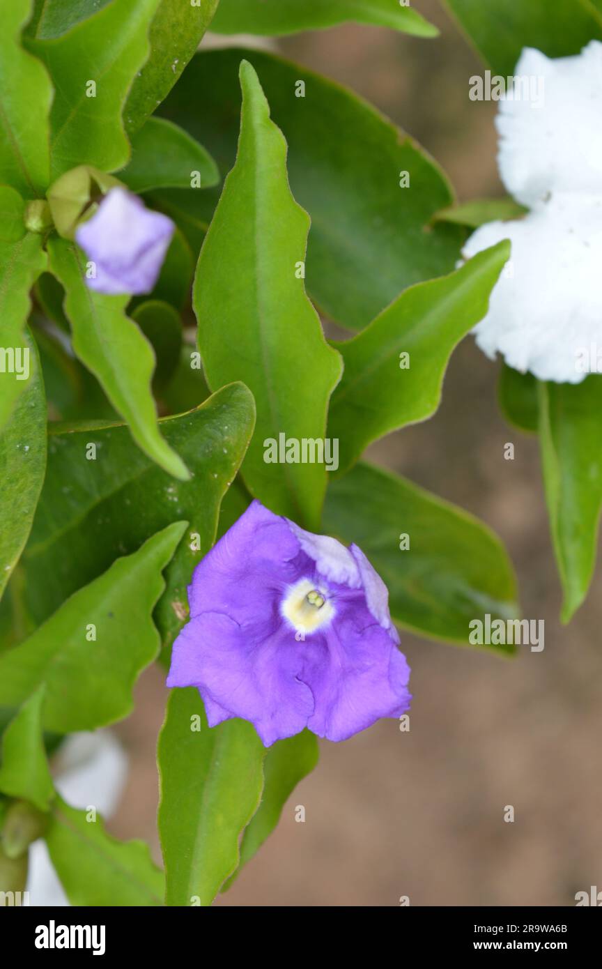 Flowering Brunfelsia latifolia nightshade shrub Stock Photo - Alamy