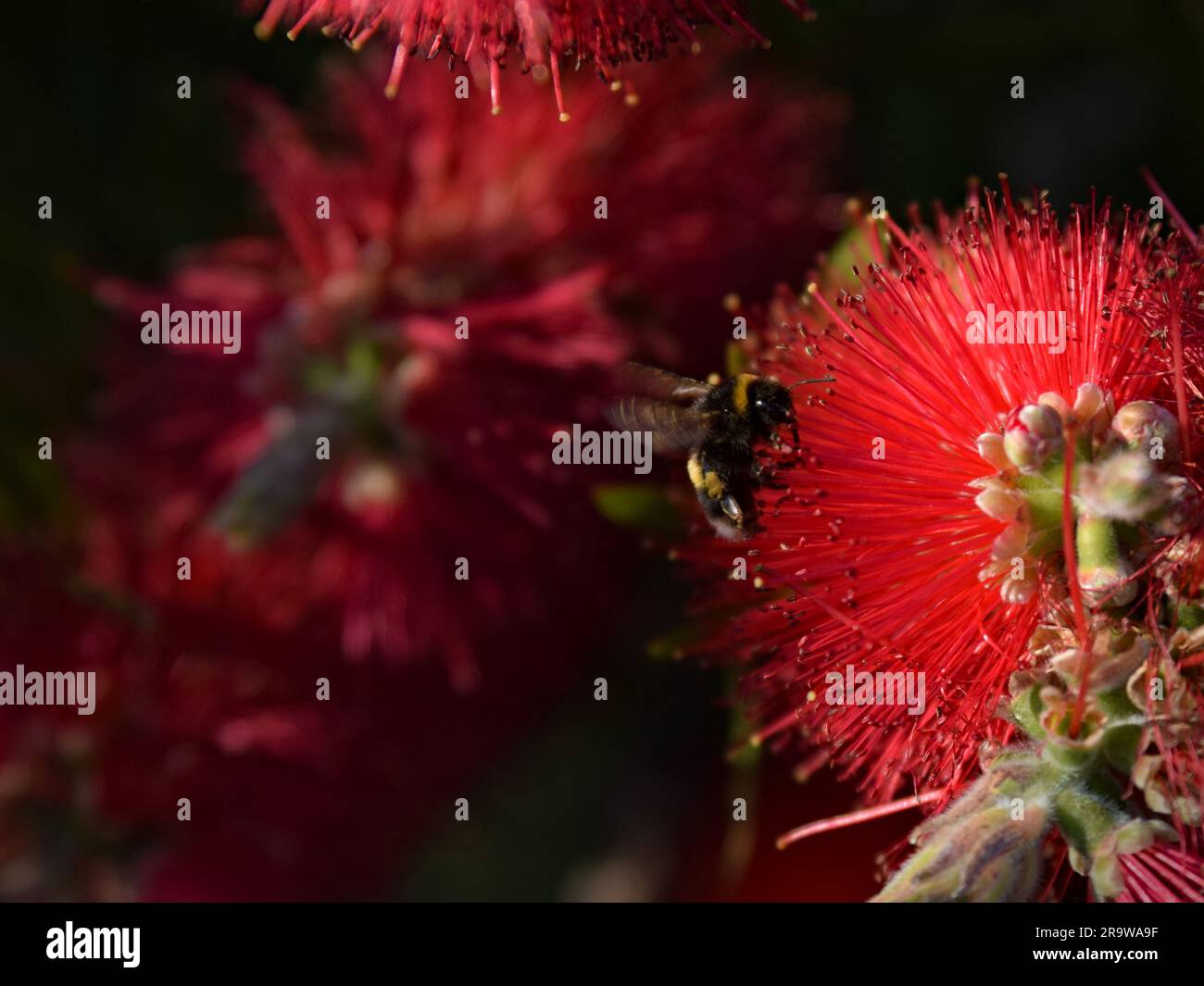 Bumble bee pollinating and landing on brush flowers Stock Photo - Alamy