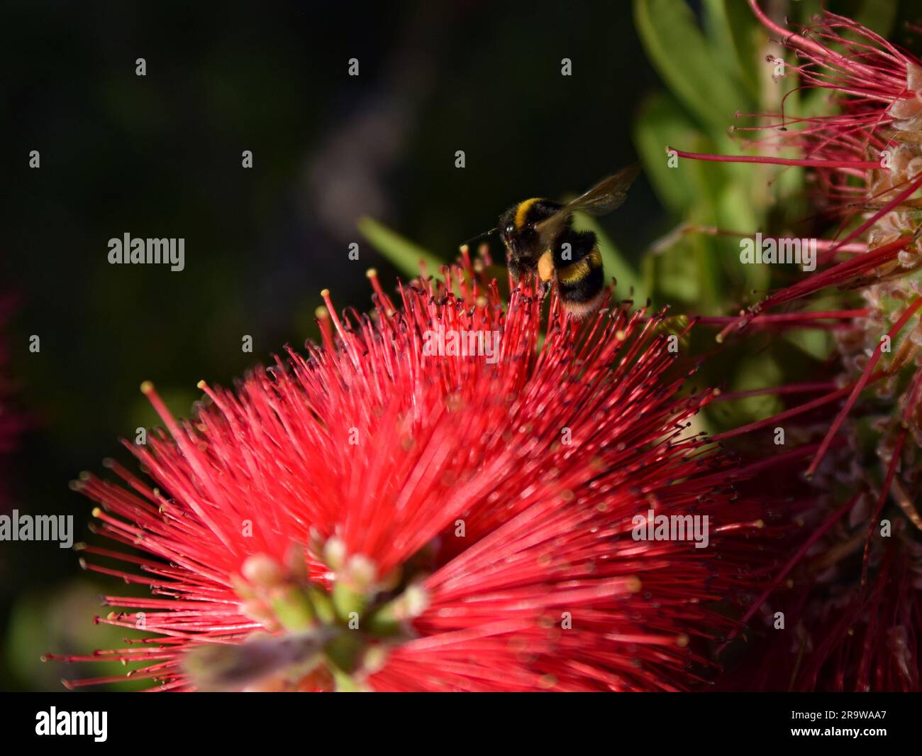 Bumble bee pollinating and landing on brush flowers Stock Photo - Alamy