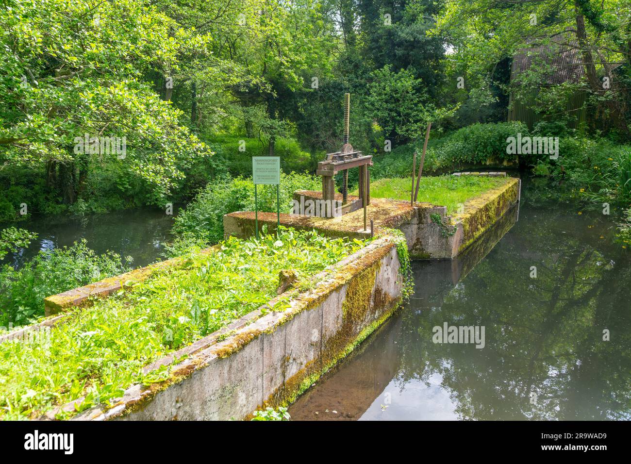 Water gauge weir dam controlling flow, River Avon, Manningford trout ...