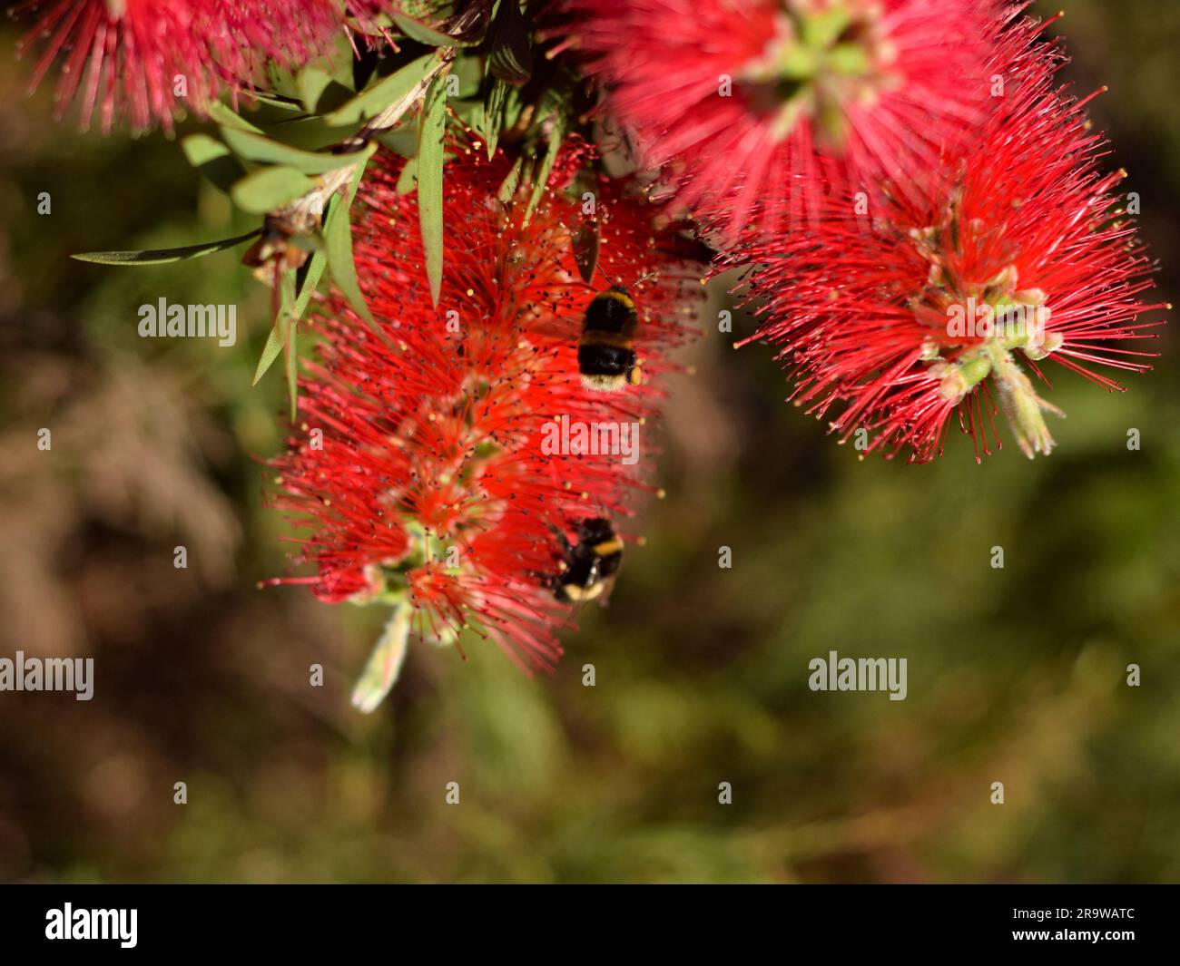Bumble bee pollinating and landing on brush flowers Stock Photo - Alamy