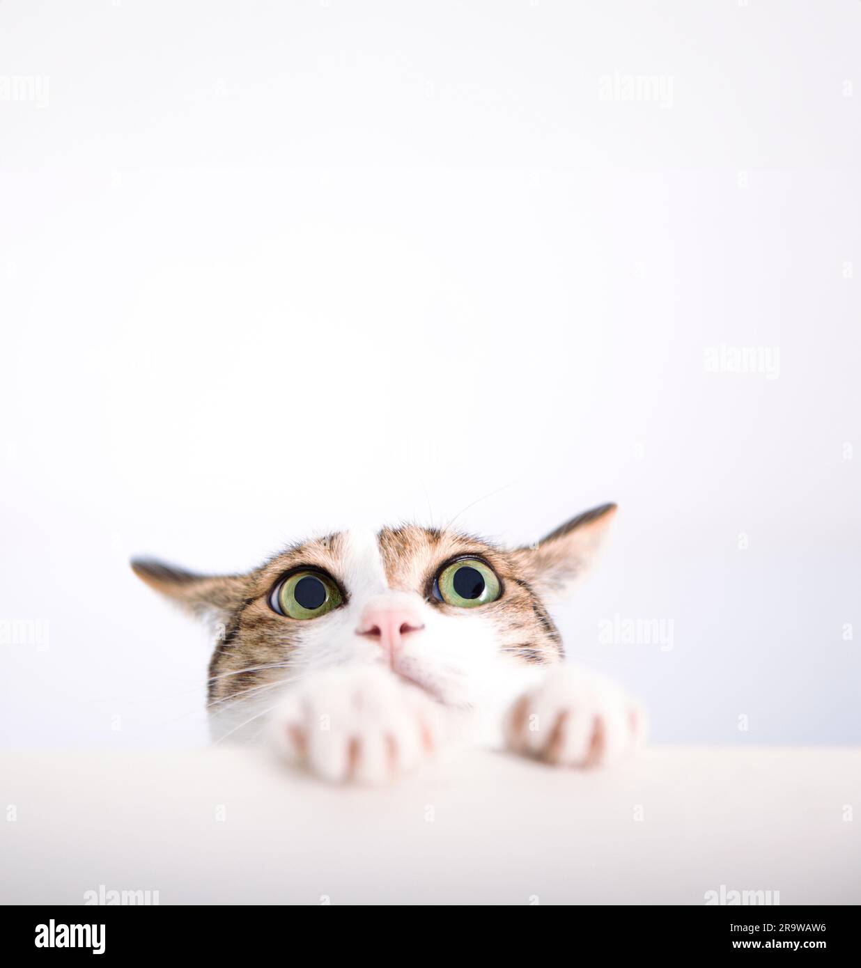 Cat put its paw on the table and look up Stock Photo - Alamy