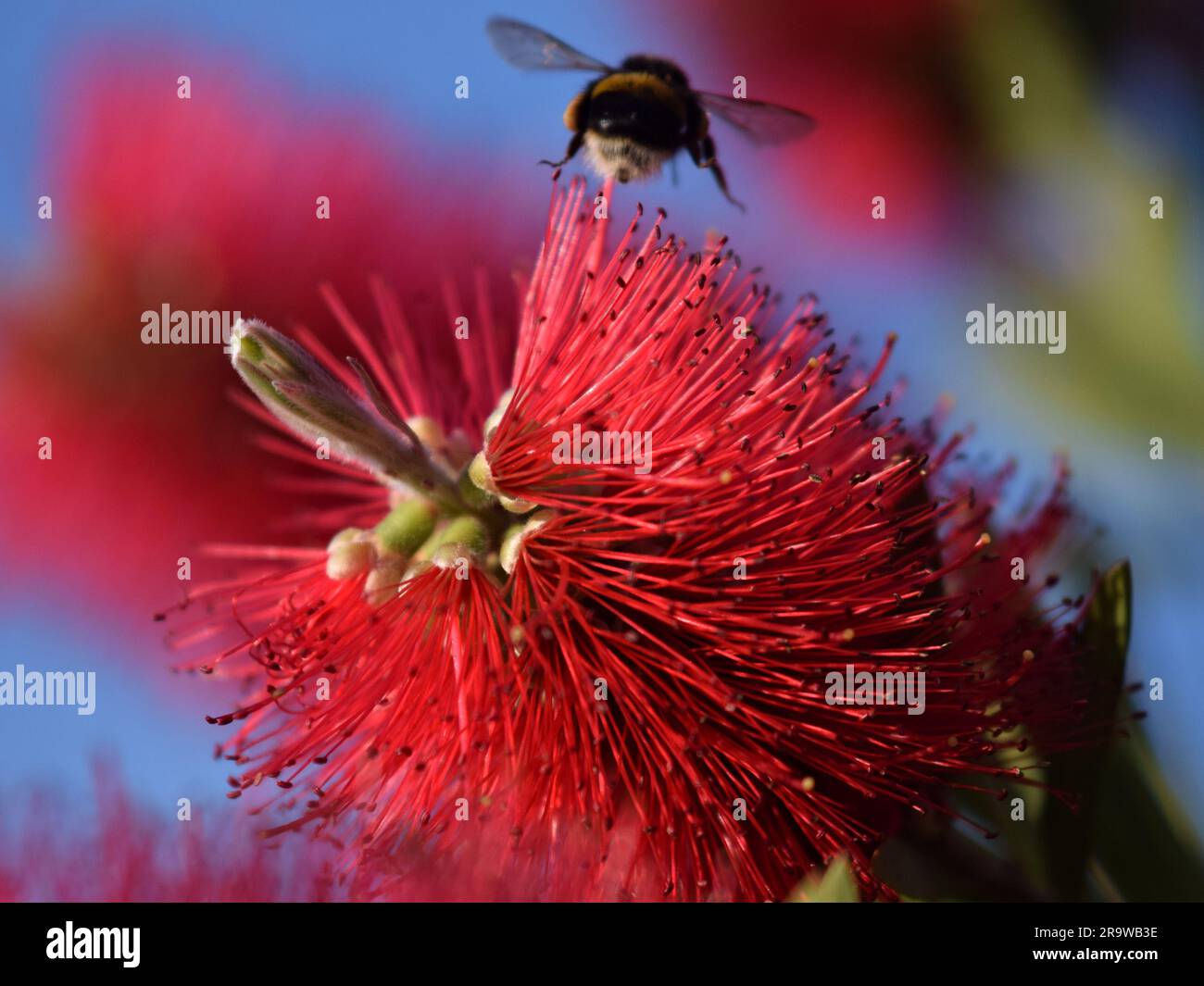 Bumble bee pollinating and landing on brush flowers Stock Photo - Alamy