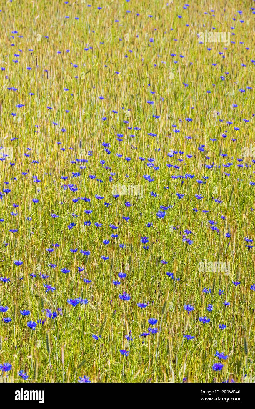 Field with crops and wildflowers hi-res stock photography and images ...
