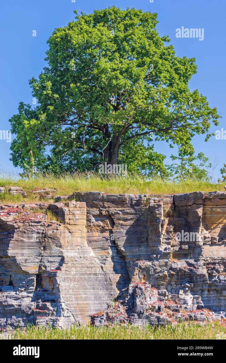 Single tree by a rock face Stock Photo - Alamy