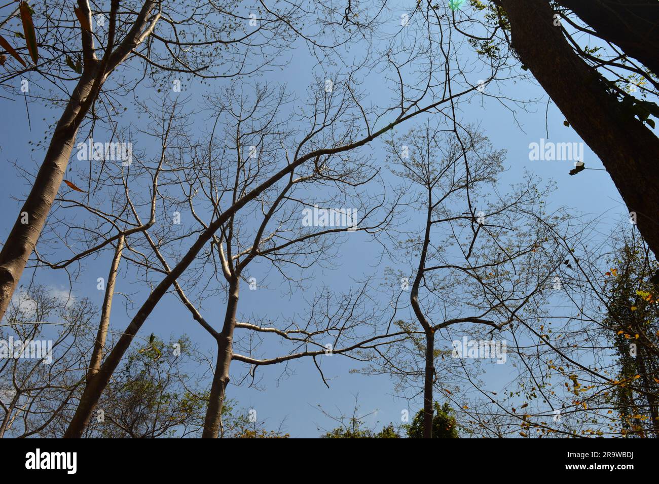 photo up to the tree top shot from below Stock Photo - Alamy
