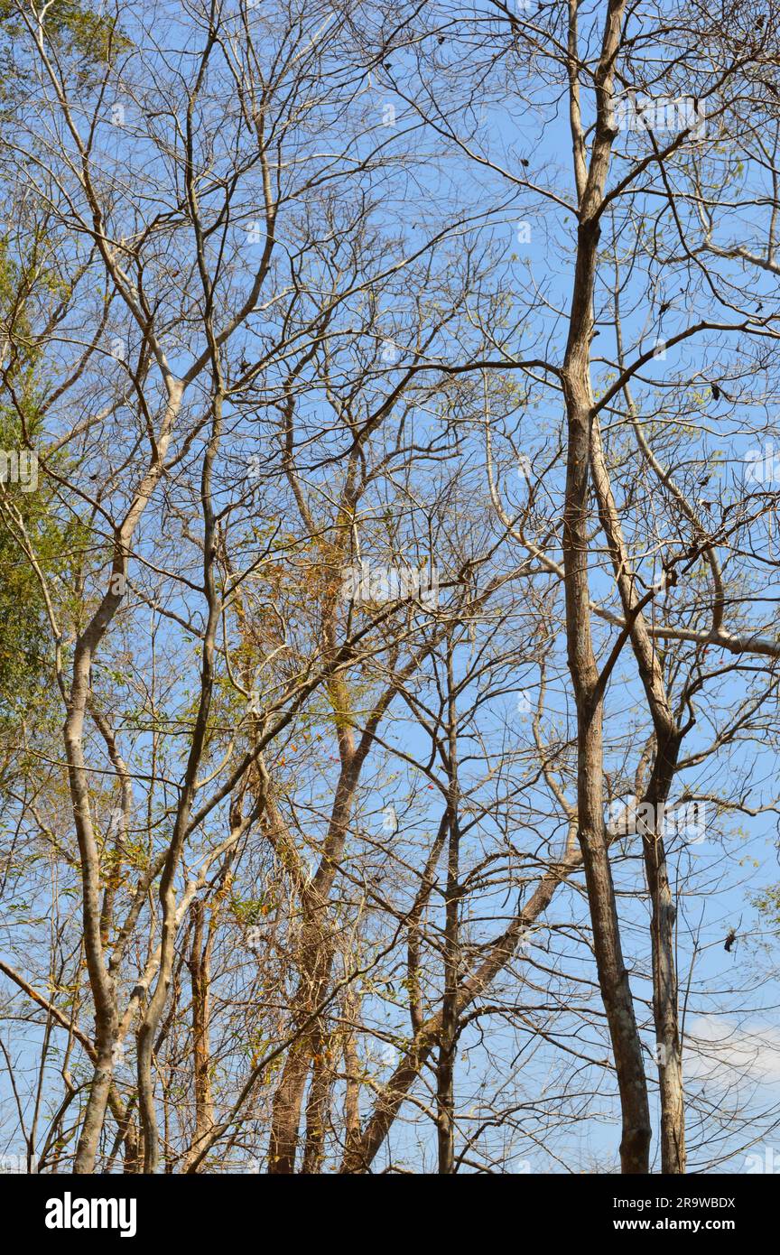 photo up to the tree top shot from below Stock Photo - Alamy