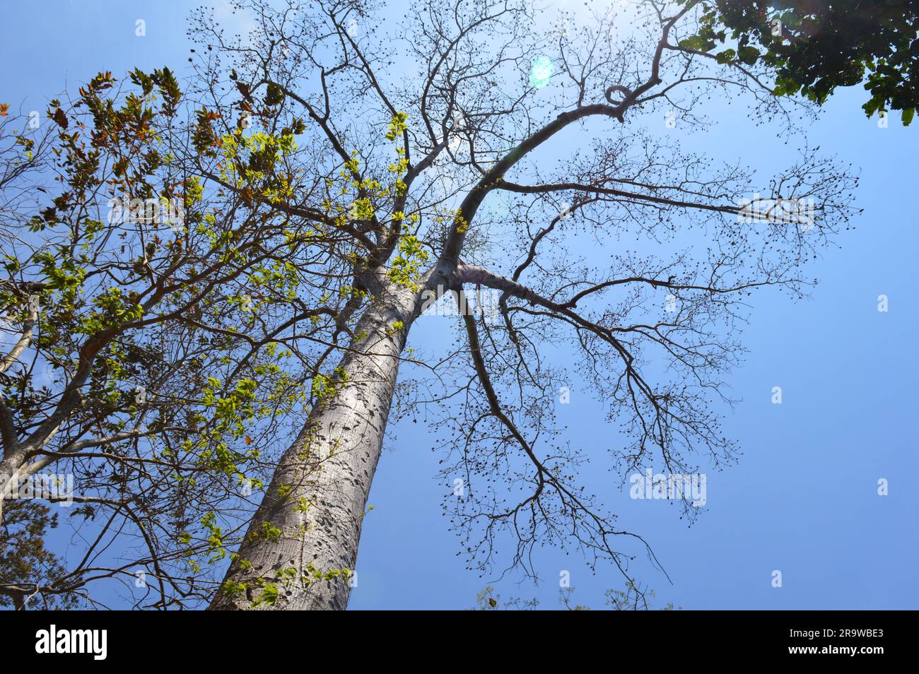 photo up to the tree top shot from below Stock Photo - Alamy