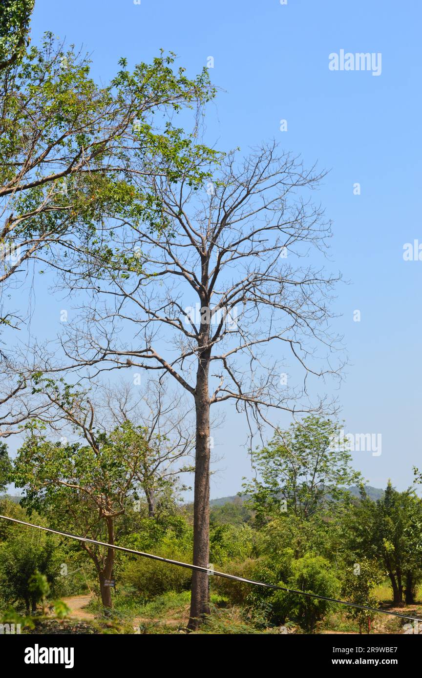 photo up to the tree top shot from below Stock Photo - Alamy