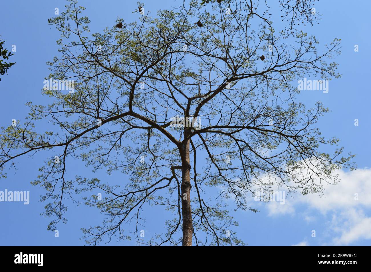Oak tree from bottom to top hi-res stock photography and images - Alamy