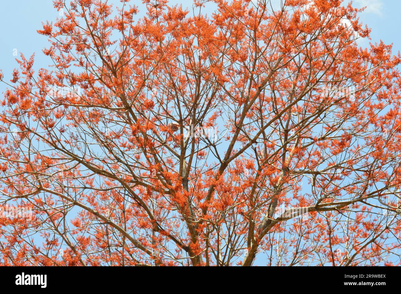 photo up to the tree top shot from below Stock Photo - Alamy