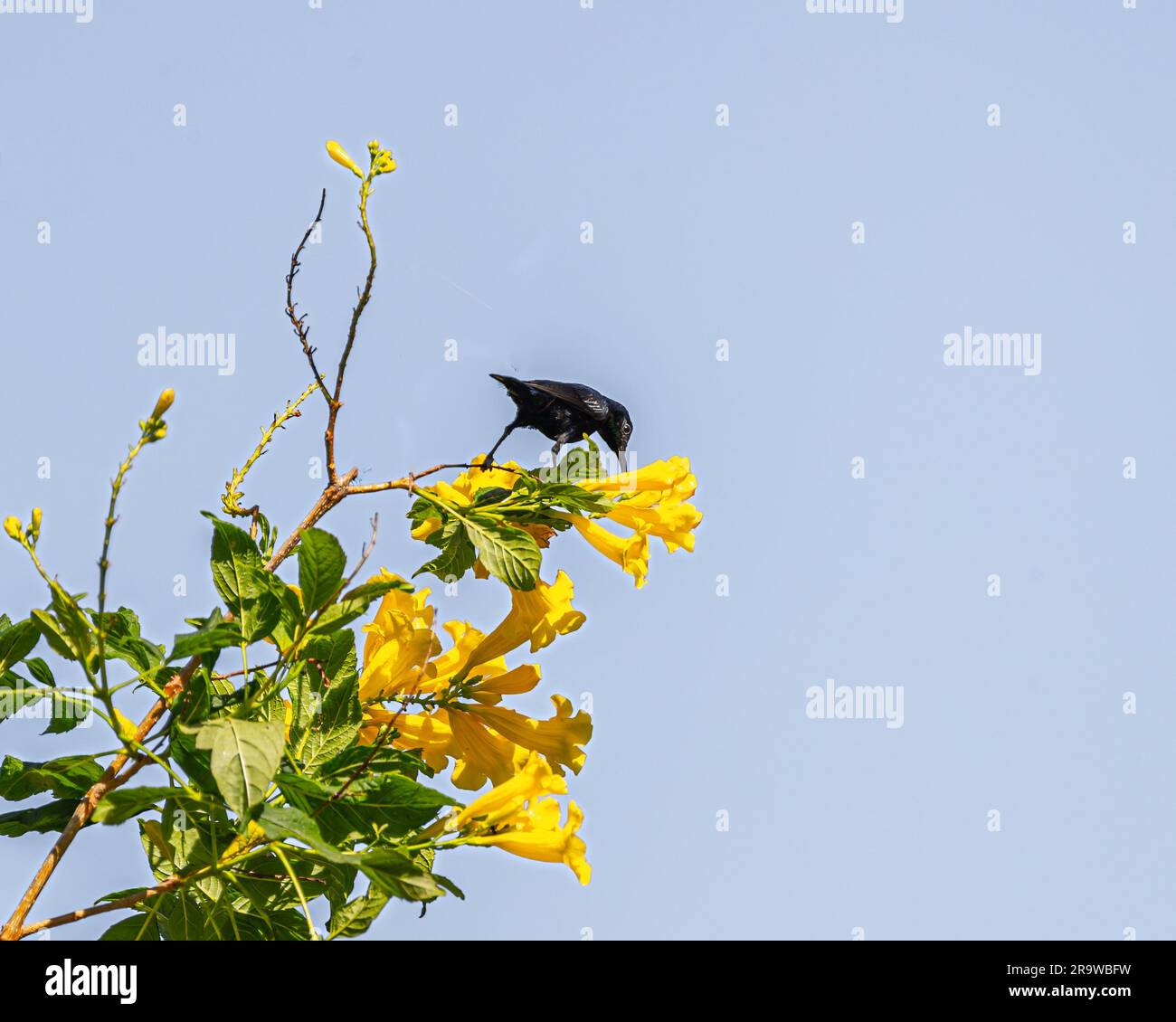 Palestine sunbird cinnyris osea hi-res stock photography and images - Alamy