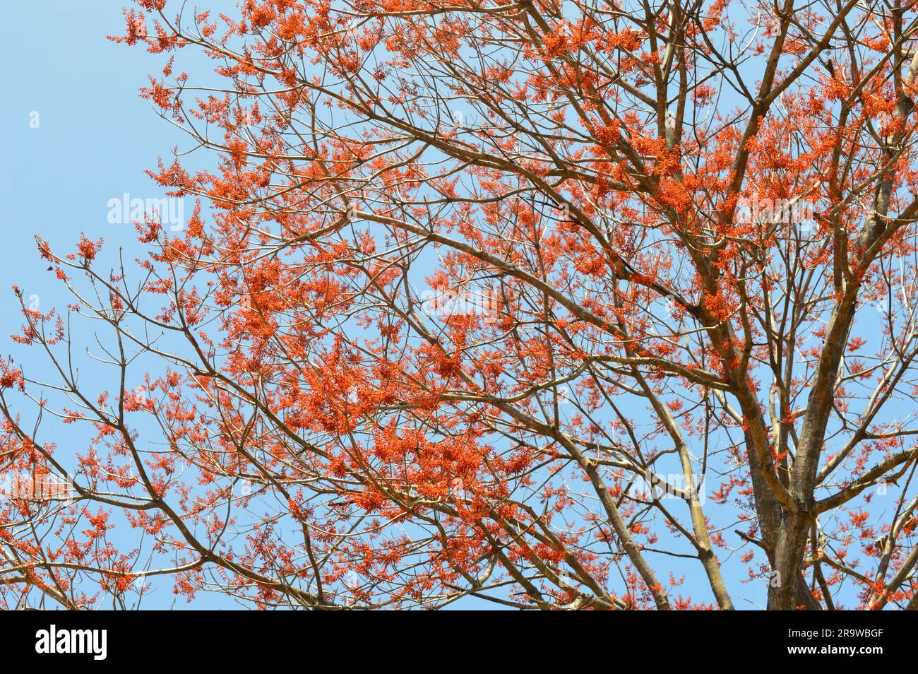 photo up to the tree top shot from below Stock Photo - Alamy