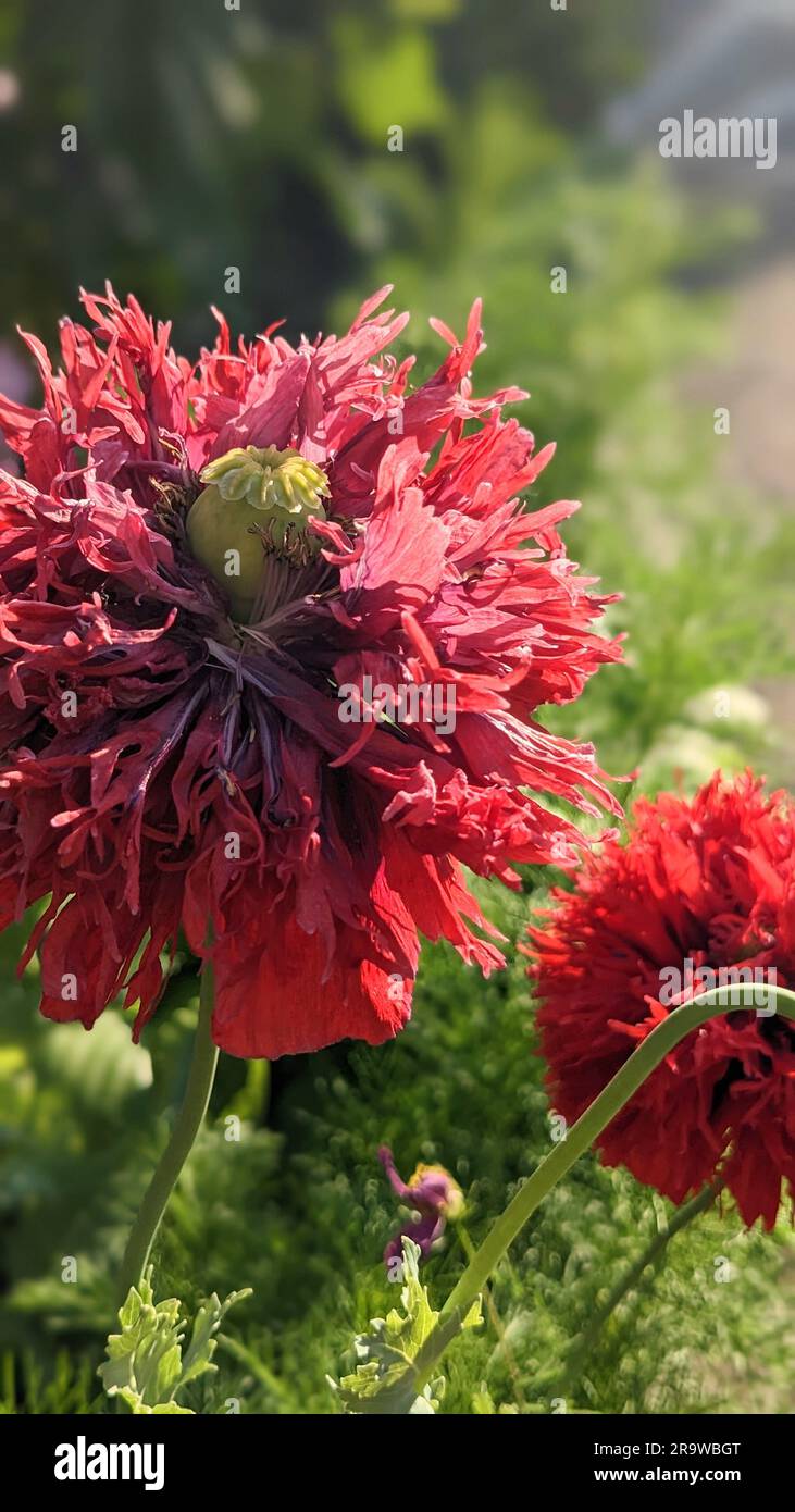 Crimson feathers poppy hi-res stock photography and images - Alamy