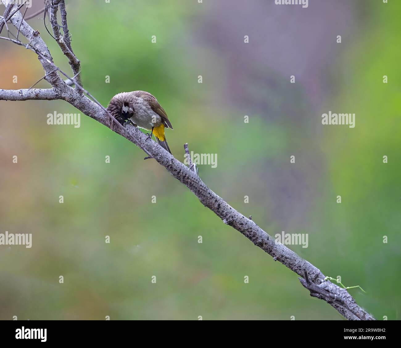 A Himalayan bulbul bird in its natural habitat Stock Photo - Alamy
